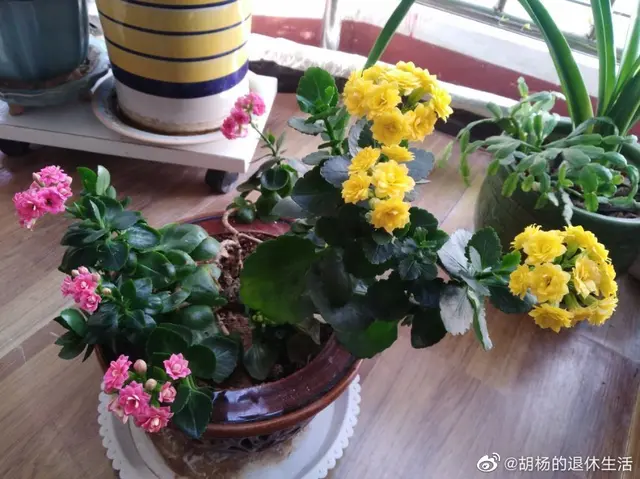 Eighth of Family Flowering-Longevity Flower - home| DayDayNews