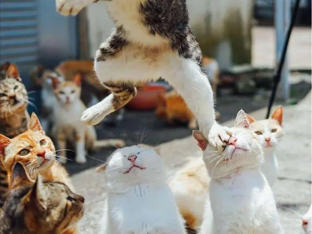 The most powerful cats in the cat world rankings, they are all good at ...