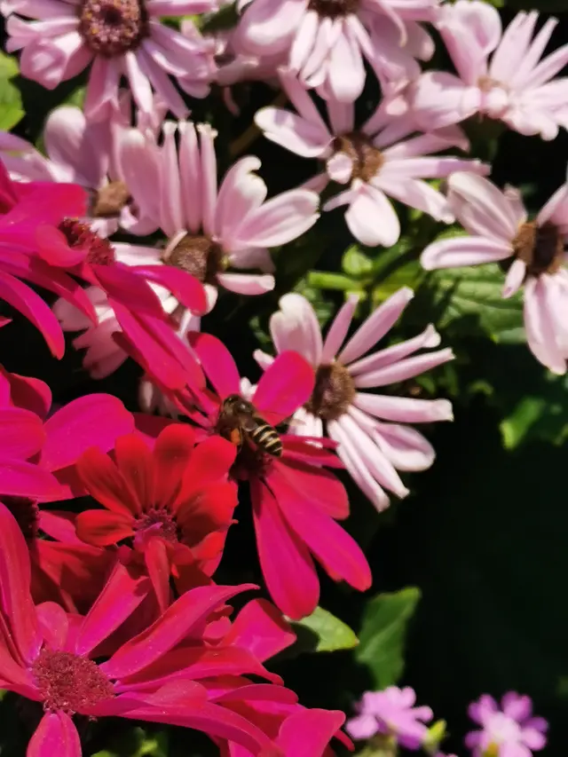 A flower and a grass are the love and beauty in life - article| DayDayNews