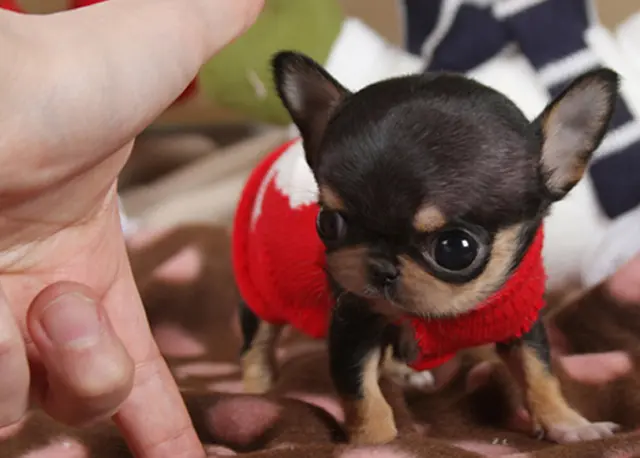 Do you like Chihuahua, the smallest dog in the world? - housepet ...