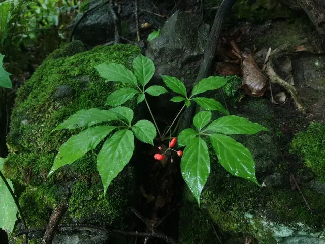 Will ginseng run? Why do we need to tie a red string when digging ...