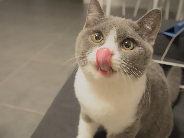 Purebred British short cats have these characteristics, many people ...