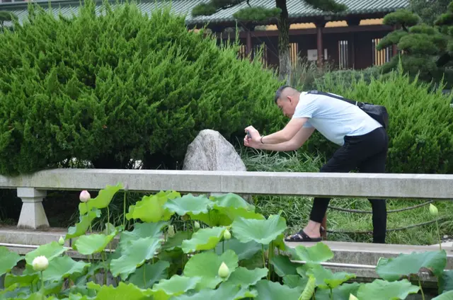 The lotus flower in the Lushan Mountain Forest Temple has opened, which ...