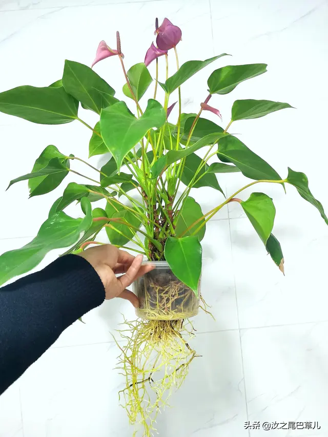 Anthuriums, it’s best to feed the hydroponic tree, and you can feed the ...