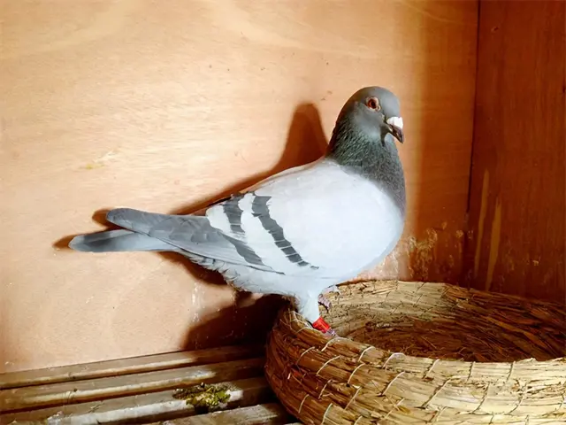 What are the good muscles of racing pigeons? How to build good racing ...