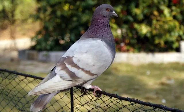 Speed is the last word! Several methods to help the short and middle ...