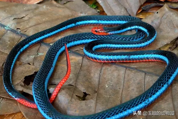 The most beautiful snake in the world, the blue coral snake, is it ...