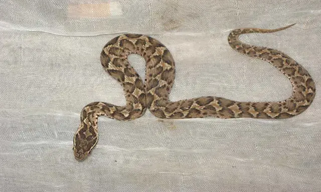Common snakes in rural areas? How toxic? Do you know them all ...