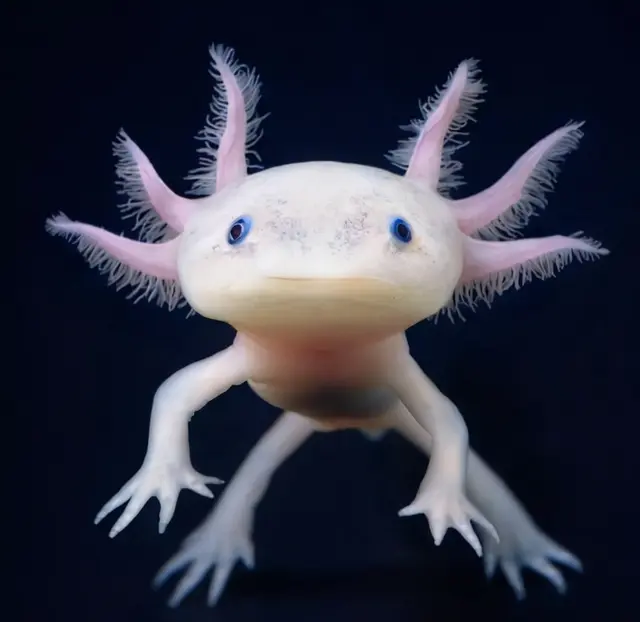 66 pictures to show you the "superpowers" of animals that completely ...