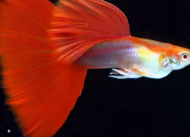 Why do different animals have different tails? What does their tail do ...