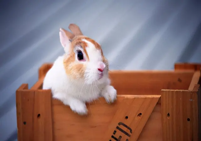 How to raise rabbits: Rabbit hairball syndrome vomiting hair, what's ...