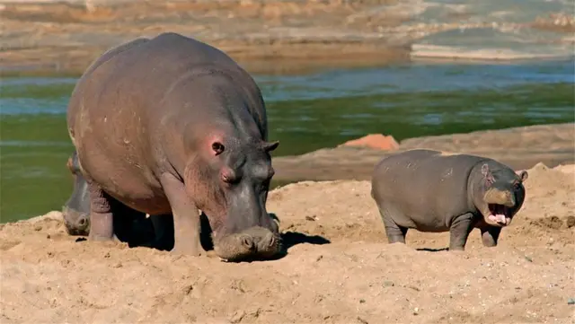 Hippos beat lions violently on land, and crocodiles in water. Does such ...