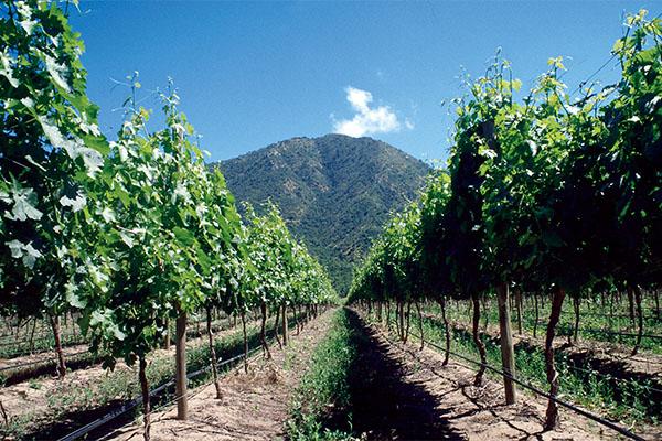 Anna Column｜Preparation for WSET 3 Experience: It’s logical thinking ...