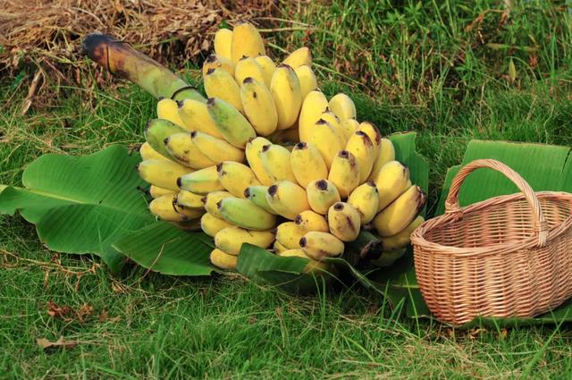 Check in these unpopular niche fruits, the low-key deliciousness can no ...