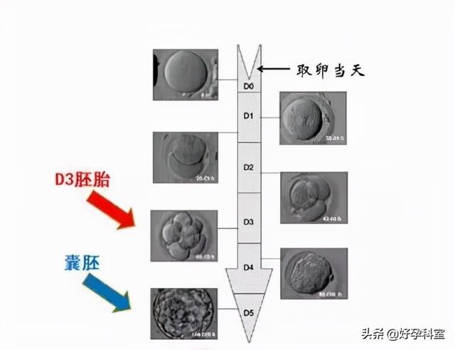 How to increase the success rate of IVF pregnancy? Medicine: The key is ...