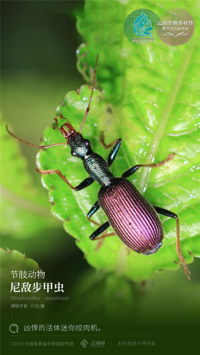 "Digital Encyclopedia of Yunnan Biodiversity" Nidibu Beetle: A fierce ...