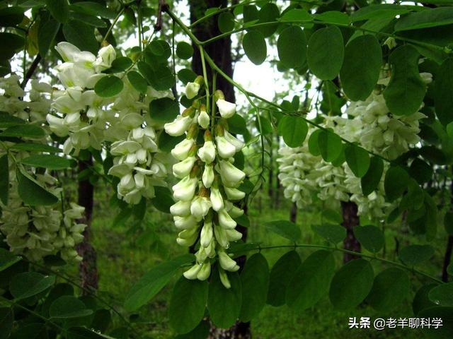 The sorrow of the Chinese locust: 3000 years ago, the first generation ...