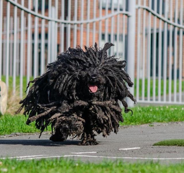 After raising two Komon dogs, the girl is breaking down every day ...