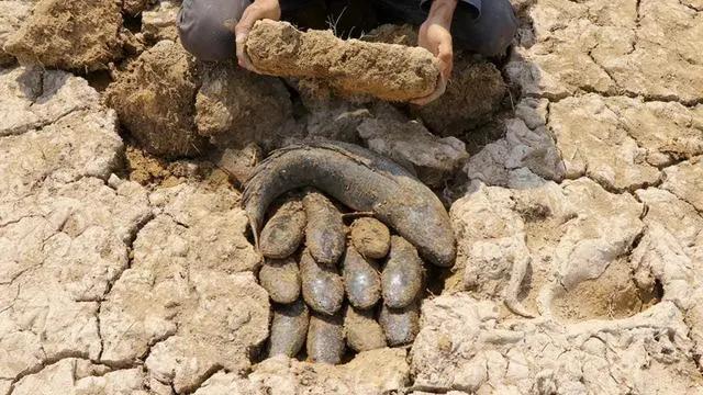 400 million years of evolution. Lungfish can live for 4 years without ...